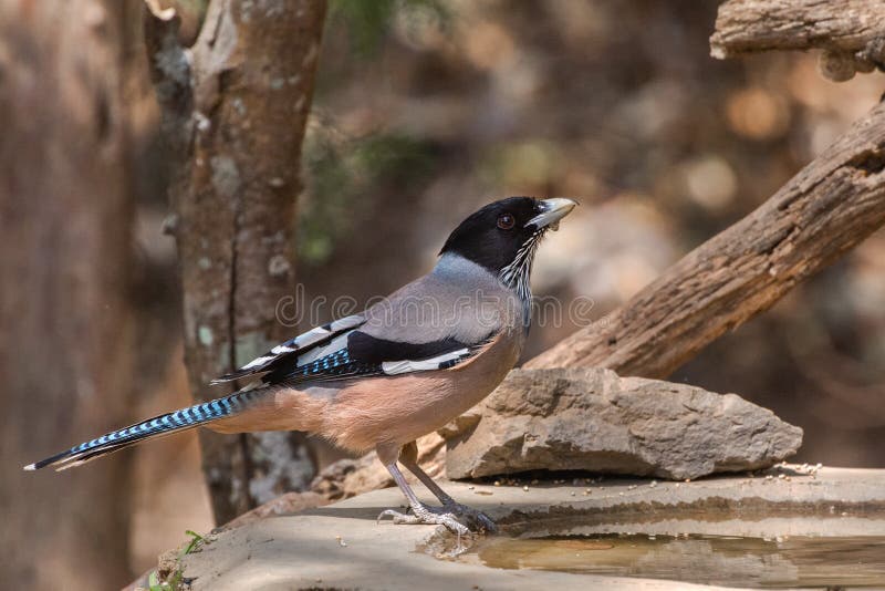 Black-headed Jay or Lanceolated Jay Garrulus Lanceolatus Stock Image ...