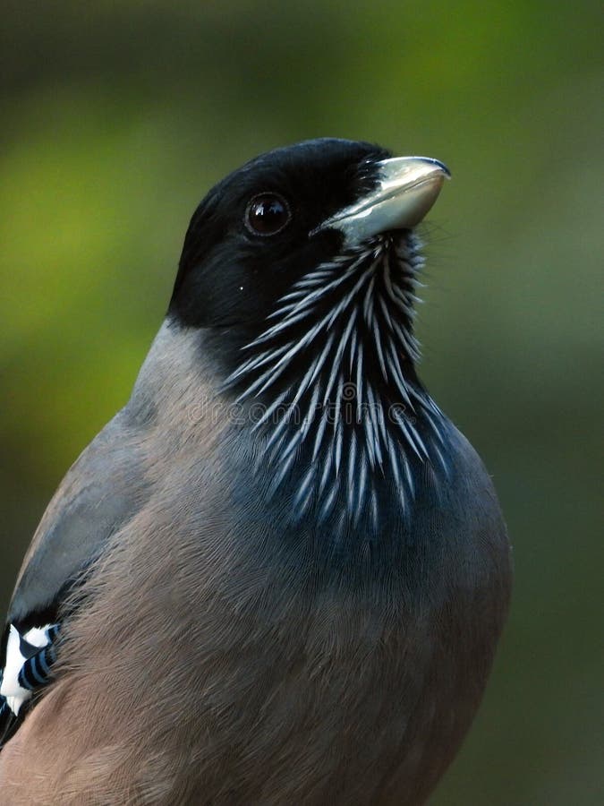 Portrait of Jay stock image. Image of nature, close - 235355701
