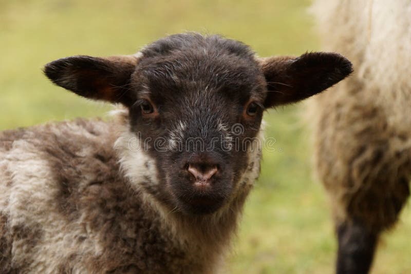Black-headed lamb watching stock photo. Image of soft - 67427676