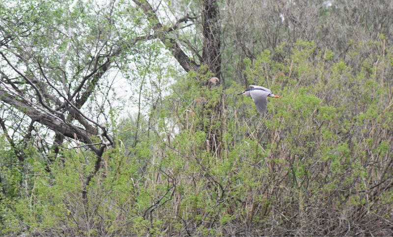 Black-headed Night Heron in Flight in the Forest Above the Water Stock ...