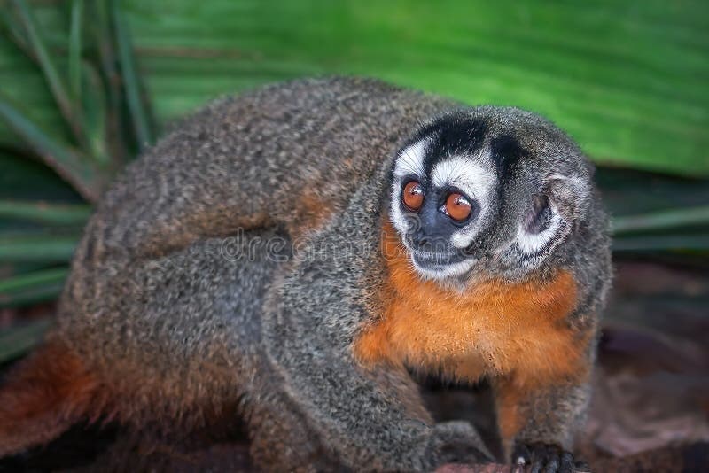 Aotus Nigriceps Stock Photos - Free & Royalty-Free Stock Photos from ...