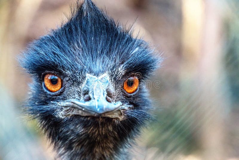 Black Headed Ostrich Staring, Closeup Stock Photo - Image of stare ...