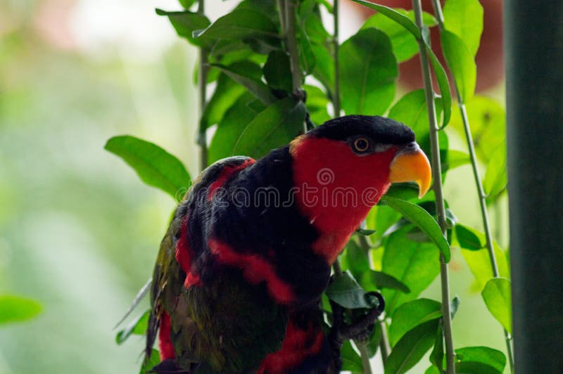 Black-headed Parrot Perched on the Vine Stock Photo - Image of vine ...