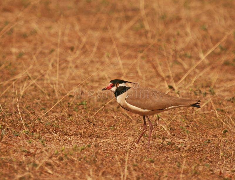 Fajara Golf Stock Photos - Free & Royalty-Free Stock Photos from Dreamstime