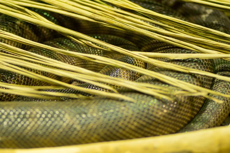 Black headed Python stock image. Image of python, fuerte - 92734927