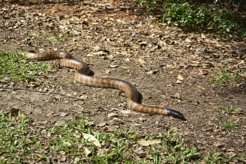 Black-headed Python (Aspidites Melanocephalus) in Australia Stock Image ...