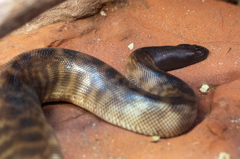 Black-headed Python Aspidites Melanocephalus Resting Under The Hot Sun ...