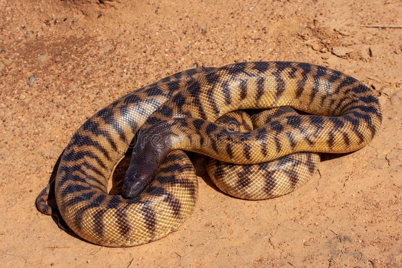 Black-headed Python stock image. Image of australia - 281259881