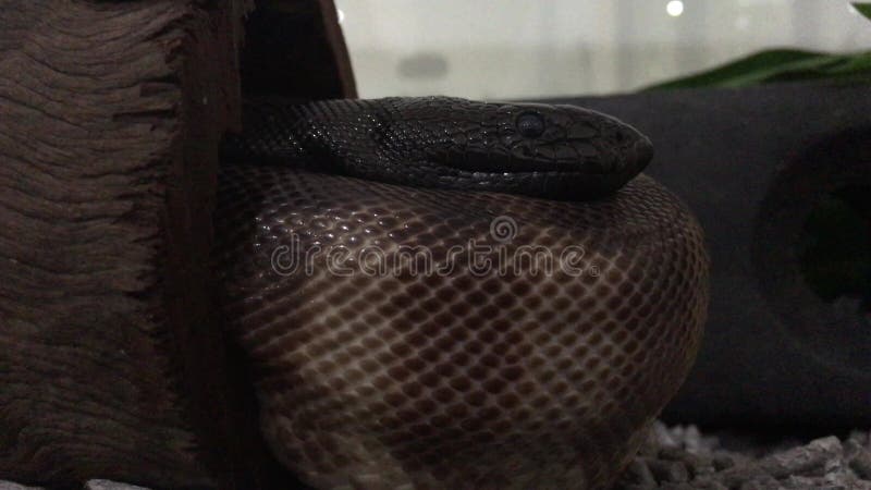 Black-headed Python in Kimberley Western Australia Stock Video - Video ...
