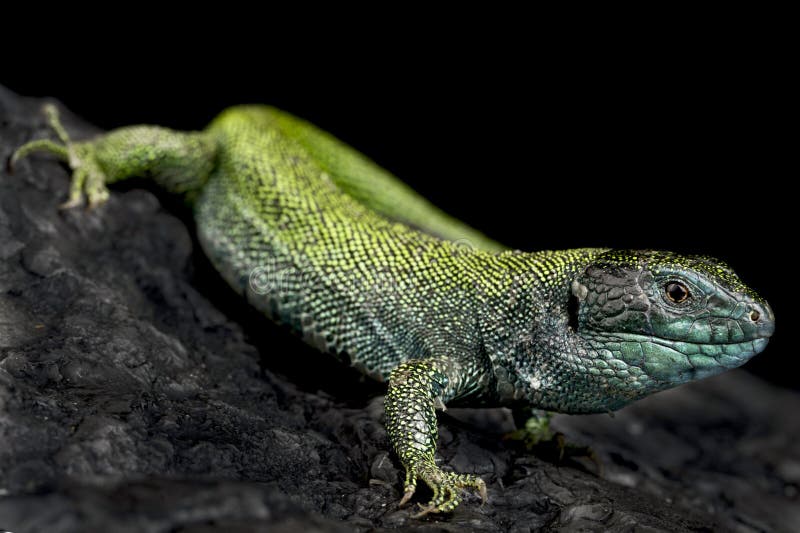Sand Lizard - Lacerta Agilis Stock Image - Image of colors, nature ...