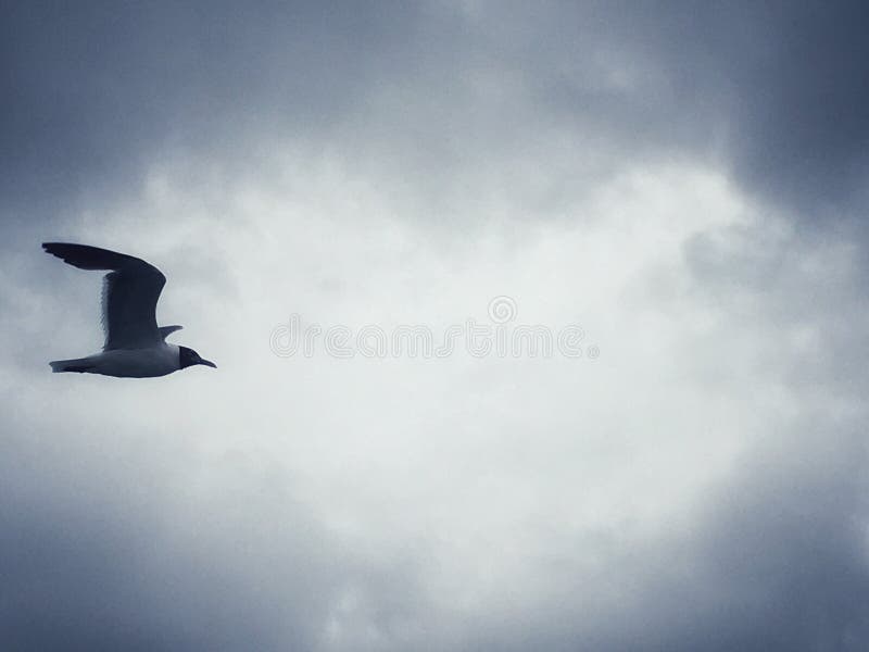 Wild Black Headed Sheep on the Side of a Mountain Stock Image - Image ...