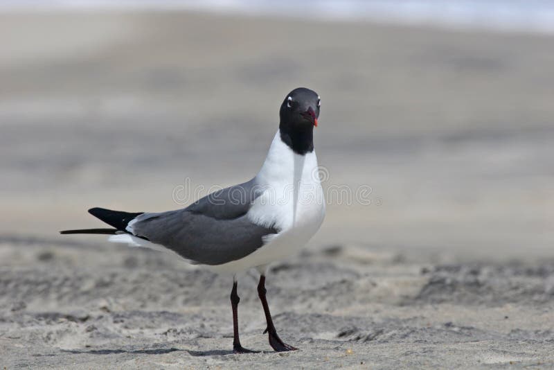 Black headed seagull stock image. Image of seagull, beak - 26968017