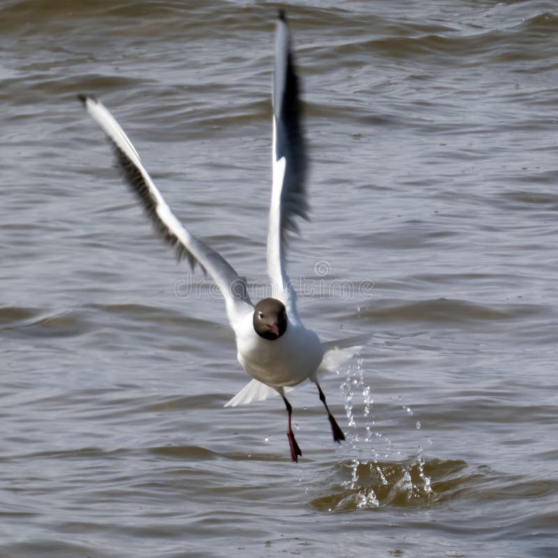 Black-headed Seagull Takes Off from the Water Stock Photo - Image of ...