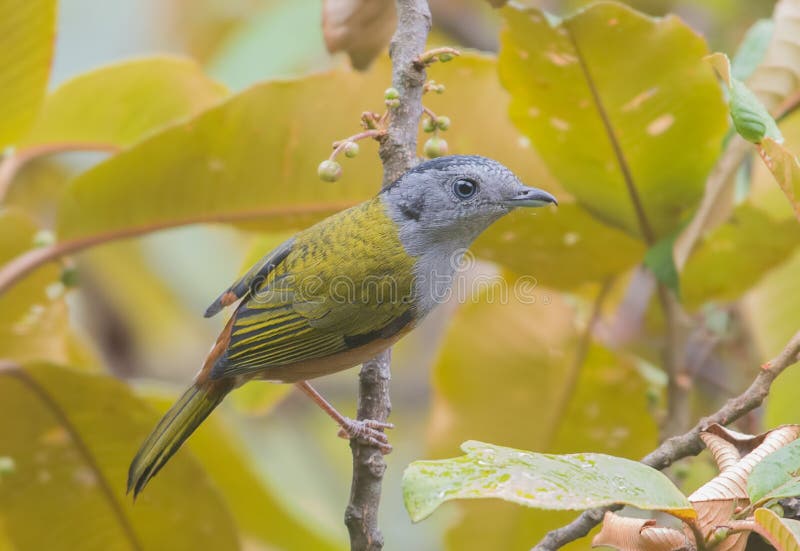 Red-headed Babbler, Stachyris Ruficeps Stock Image - Image of white ...
