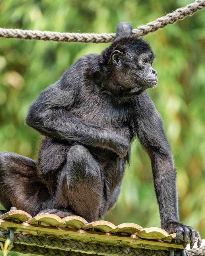 The Black-headed Spider Monkey, Ateles Fusciceps is a Species of Spider ...
