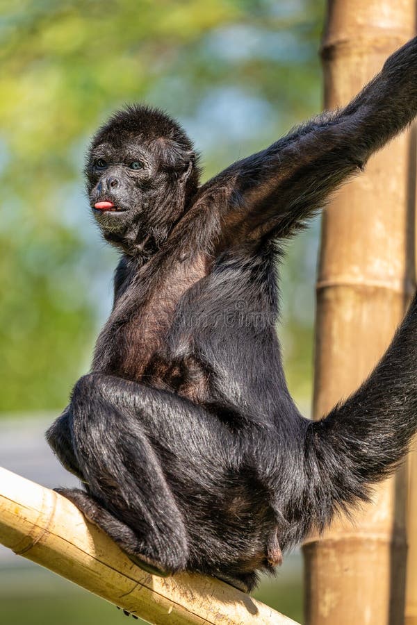 The Black-headed Spider Monkey, Ateles Fusciceps is a Species of Spider ...