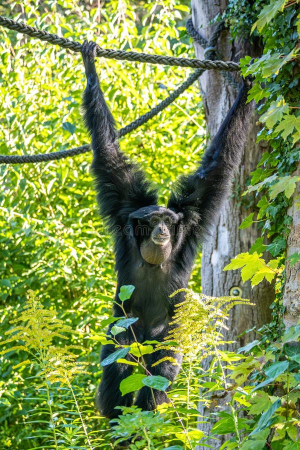 Monkeytype Monkey Type