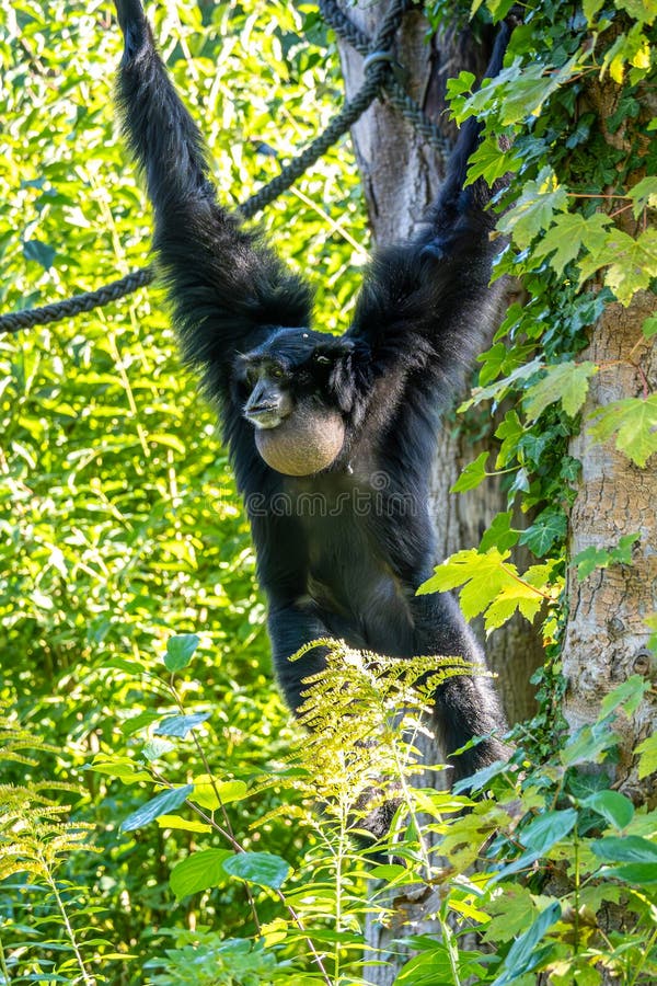 The Black-headed Spider Monkey, Ateles Fusciceps is a Species of Spider ...
