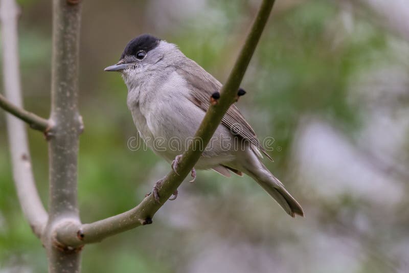 Black-headed Warbler Bird Perched Atop Its Head, Facing Forward Stock ...
