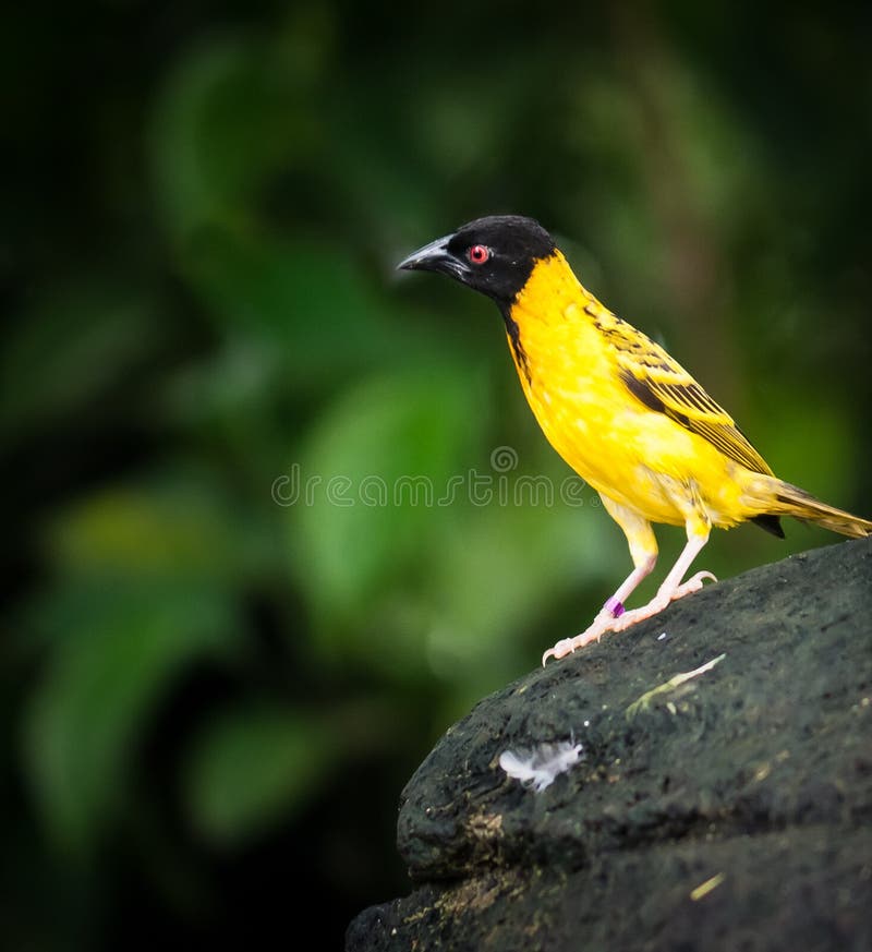 Lesser-masked Weaver Ploceus Intermedius Stock Photo - Image of ...