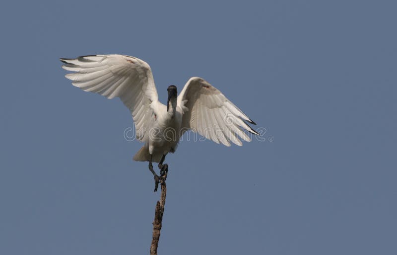 Black Headed White Ibis Feathers Spread Stock Photo - Image of drying ...