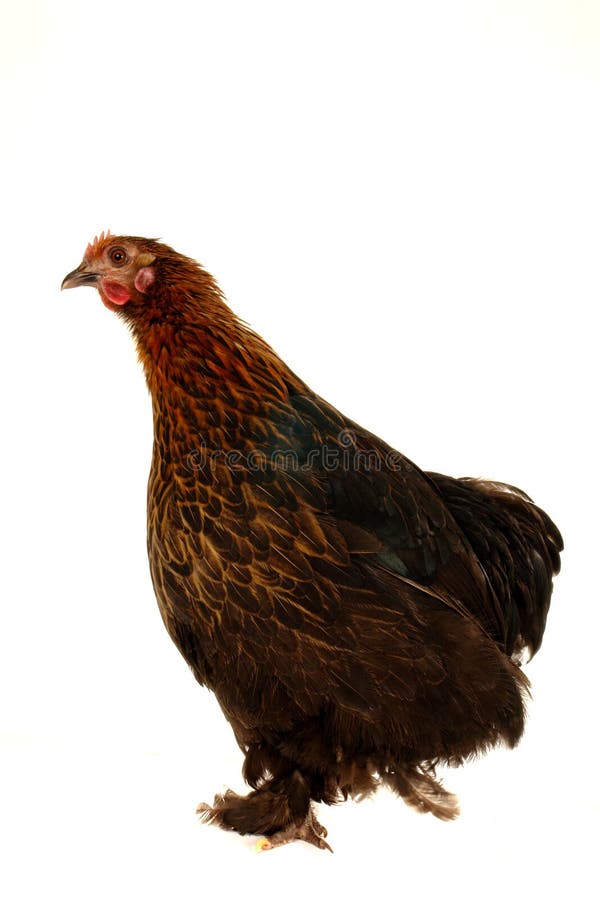Running hen in winter stock photo. Image of horticulture - 17652886