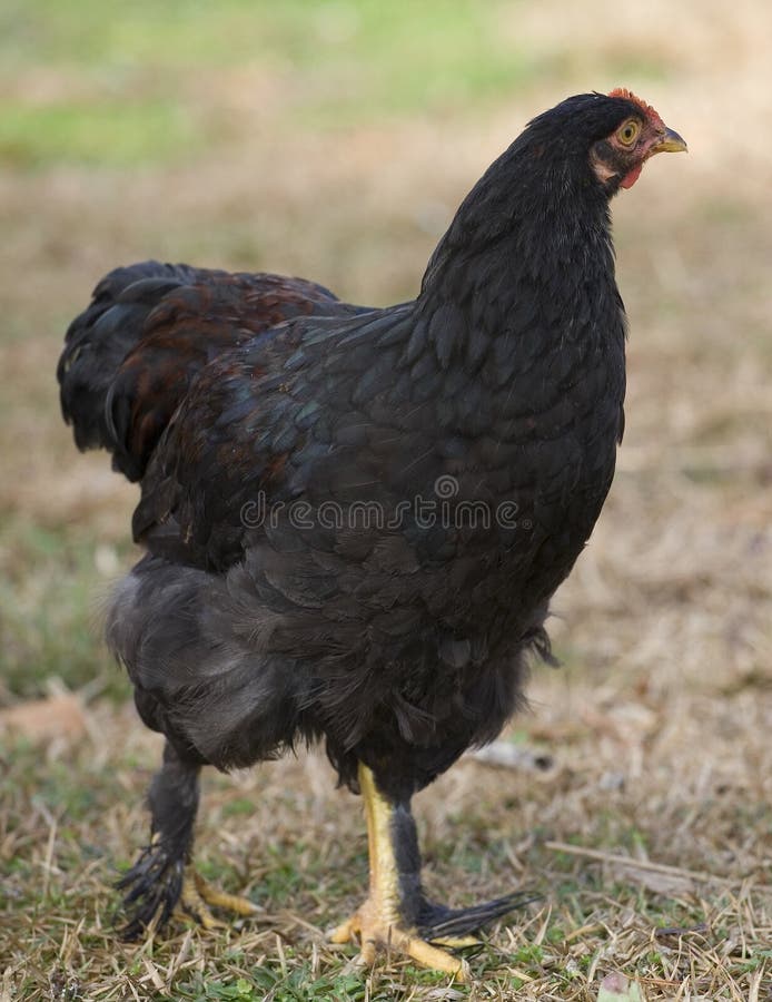 Black hen stock photo. Image of animal, fowl, female - 22299908