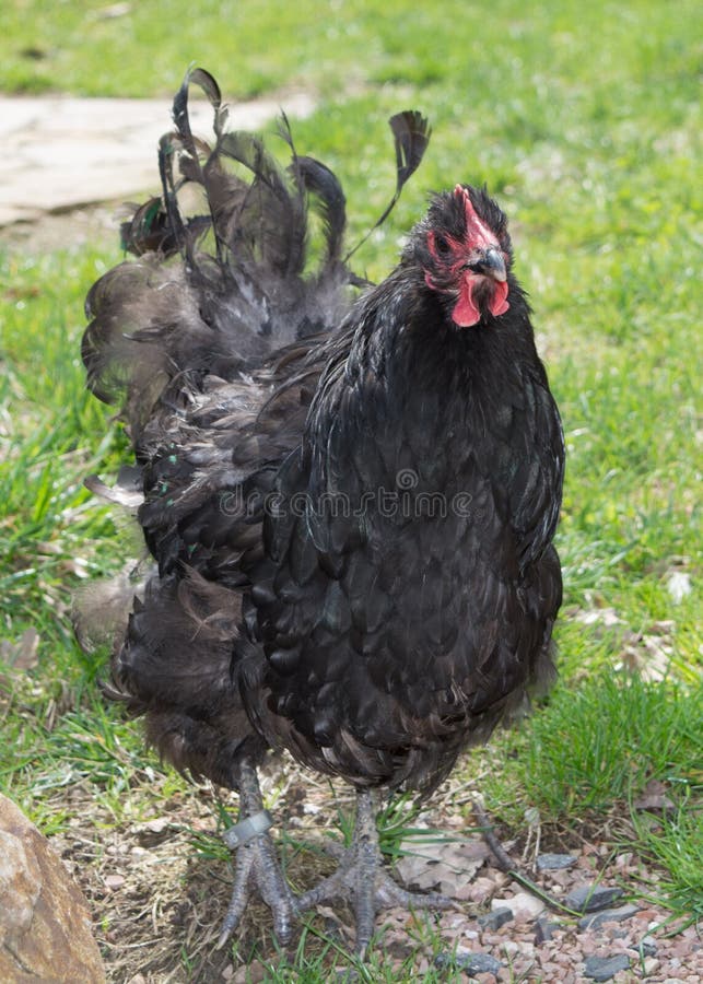 Black hen stock image. Image of outdoor, beak, young - 70210371