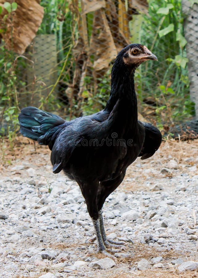 Black hen stock image. Image of nature, female, cochin - 66271953