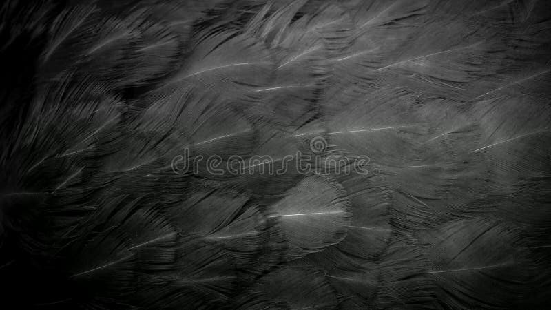 Black Hen Feathers. Texture or Background Stock Footage - Video of ...