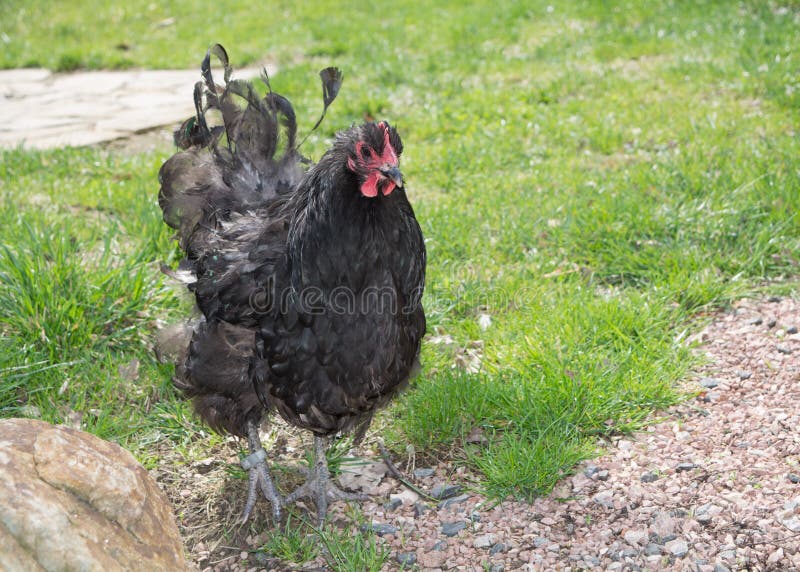 Black hen stock photo. Image of care, beak, nature, natural - 70210554