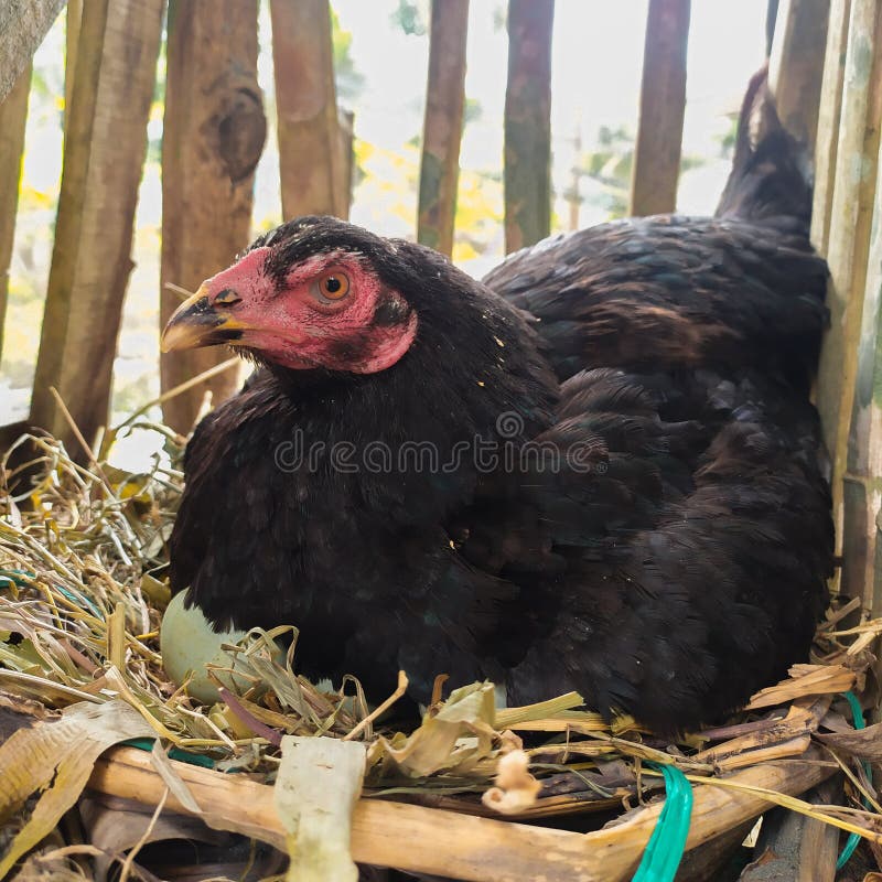 Hen Incubates Eggs in a Nest on a Farm Stock Image - Image of angry ...