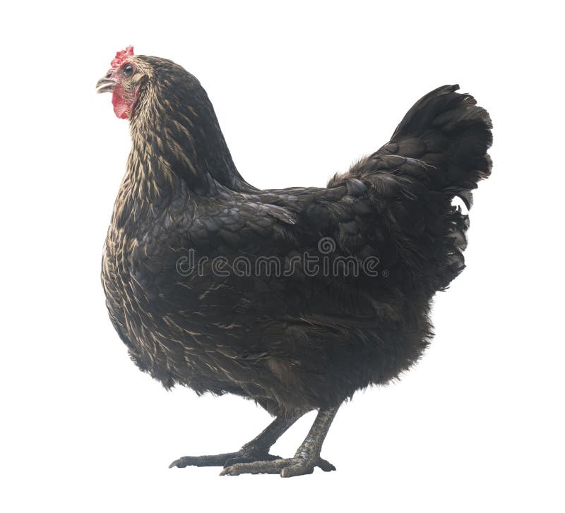 Black Hen Isolated on White, Studio Shot,chicken. Stock Image - Image ...