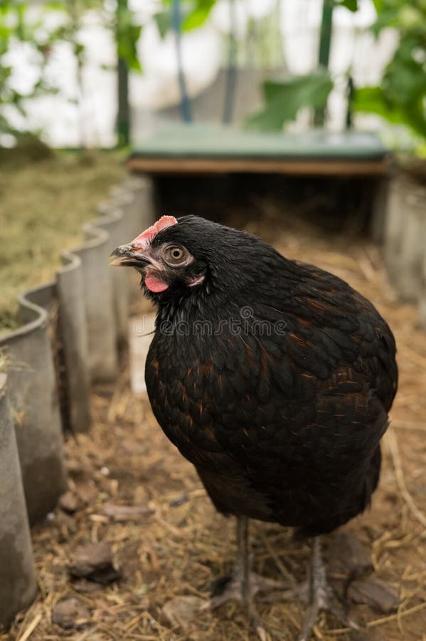 Black Hen in Natural Coop Setting Surrounded by Greenery Stock Photo ...