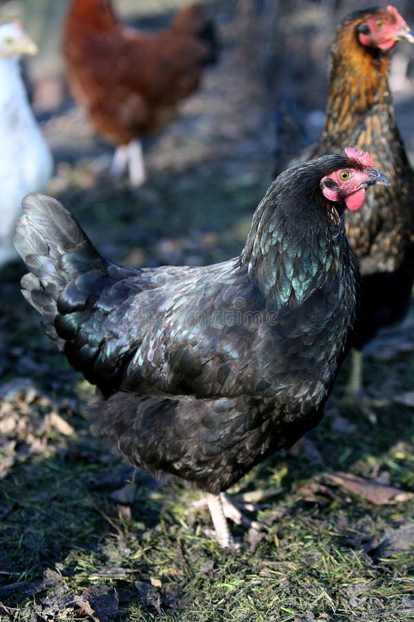 Black hen stock photo. Image of animal, isolated, nature - 37240598