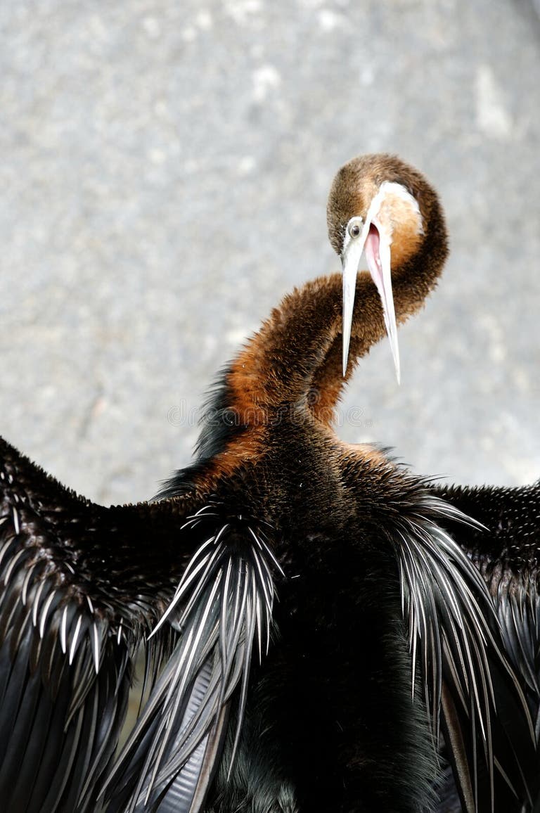 121 San Diego Bird Black Head Stock Photos - Free & Royalty-Free Stock ...