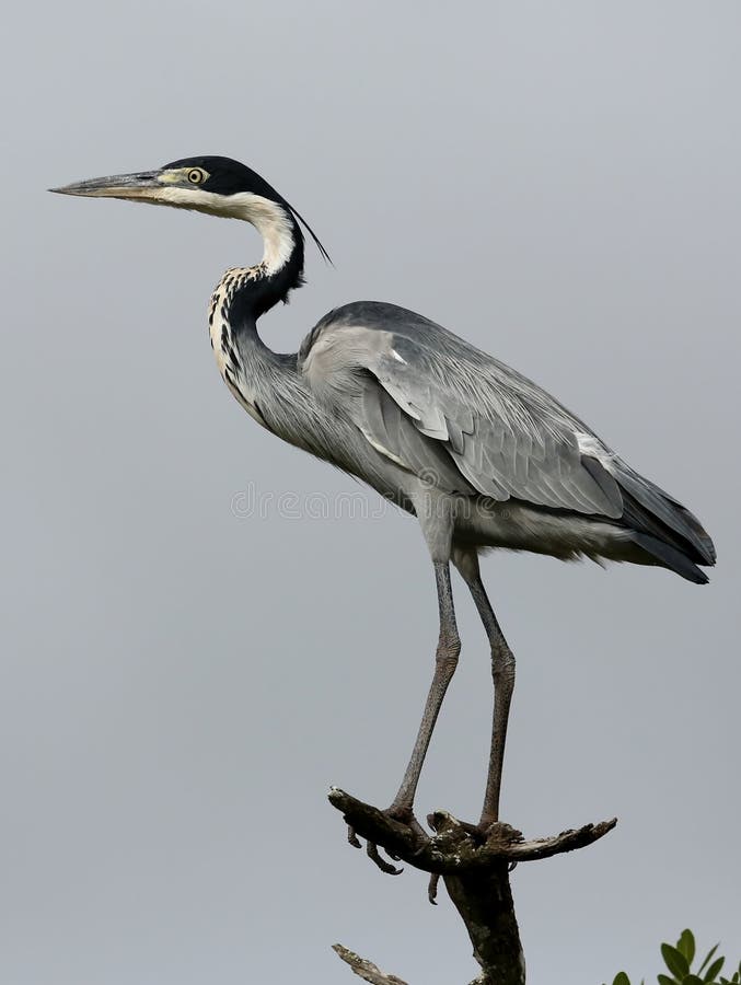 Black Heron Bird on Perch stock photo. Image of nature - 34876704