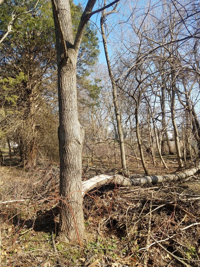 Black Hickory Tree Split by Lightening in a Wooded Area Woods or Forest ...