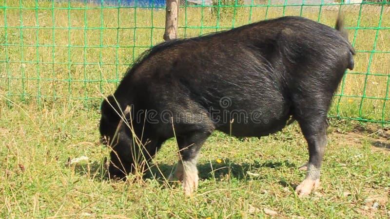 Black Hog Stock Footage & Videos - 1,094 Stock Videos