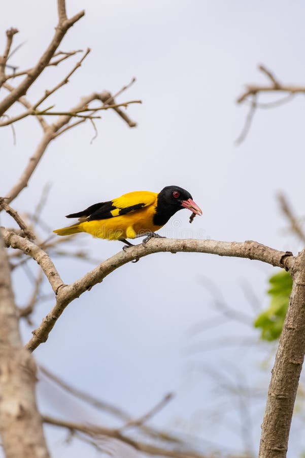Black-hooded Oriole Bird Perch on a Branch and Eating a Worm Stock ...