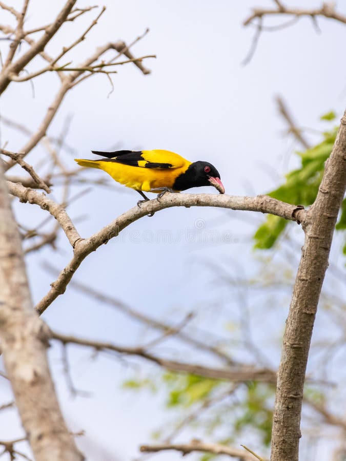 Black-hooded Oriole Bird Perch on a Branch and Eats a Worm Stock Photo ...