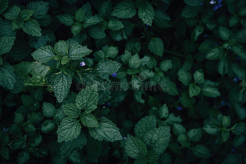 323 Horehound Stock Photos - Free & Royalty-Free Stock Photos from ...