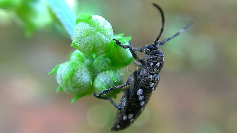 Black horn stock photo. Image of black, natural, phone - 69946224