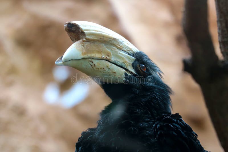 The Black Hornbill is a Species of Hornbill. Stock Photo - Image of ...