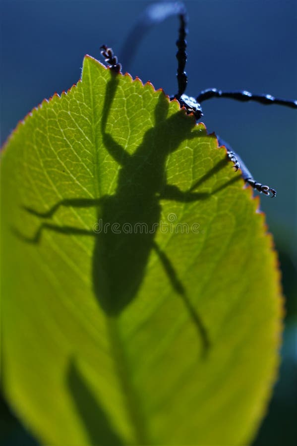 A Small Black Beetle on Top of a Beautiful Leaf Stock Image - Image of ...