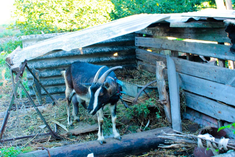 Goat Under the Tree stock image. Image of field, finge - 145085909