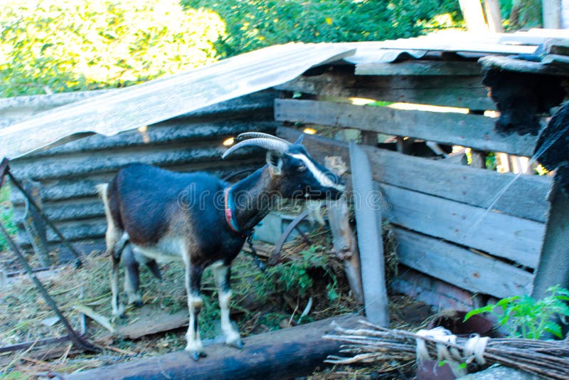 Goat Under the Tree stock image. Image of field, biti - 145085831