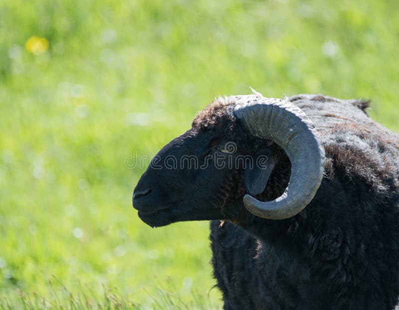 Two Horned Sheep Together in a Pasture Stock Photo - Image of female ...