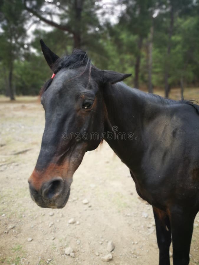 Black horse animal stock photo. Image of mammal, bridle - 189168290