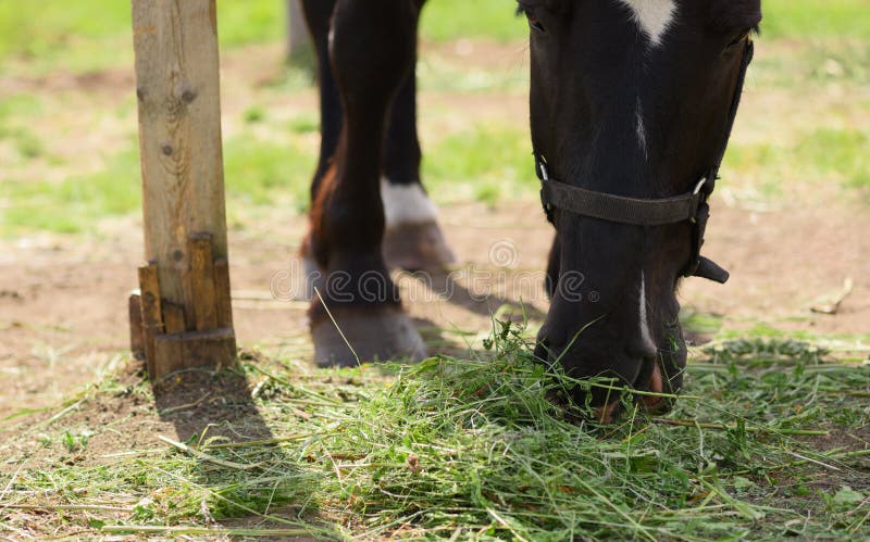 The Black Horse is Eating the Wisp of the Green Hay in Outdoors Stock ...